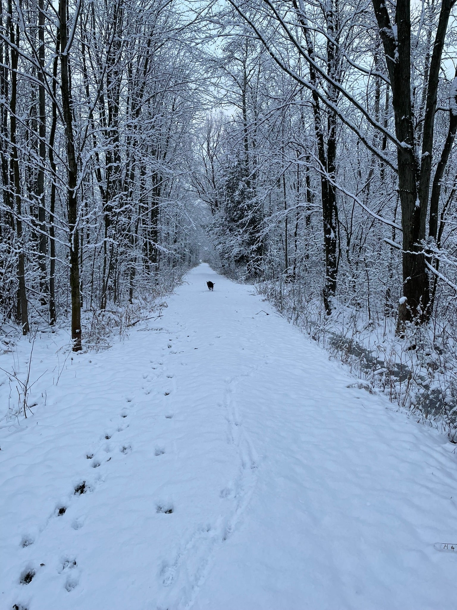 Winter Photography Venue Rental - Full Day – Treeview Farm